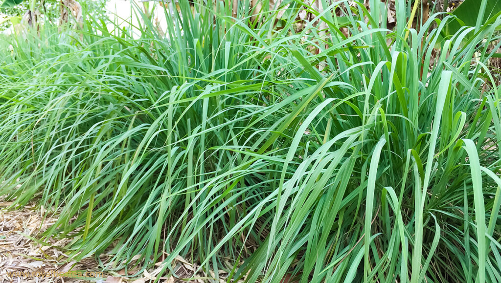 Limoncillo - Shop at Newhorizons - GCNH